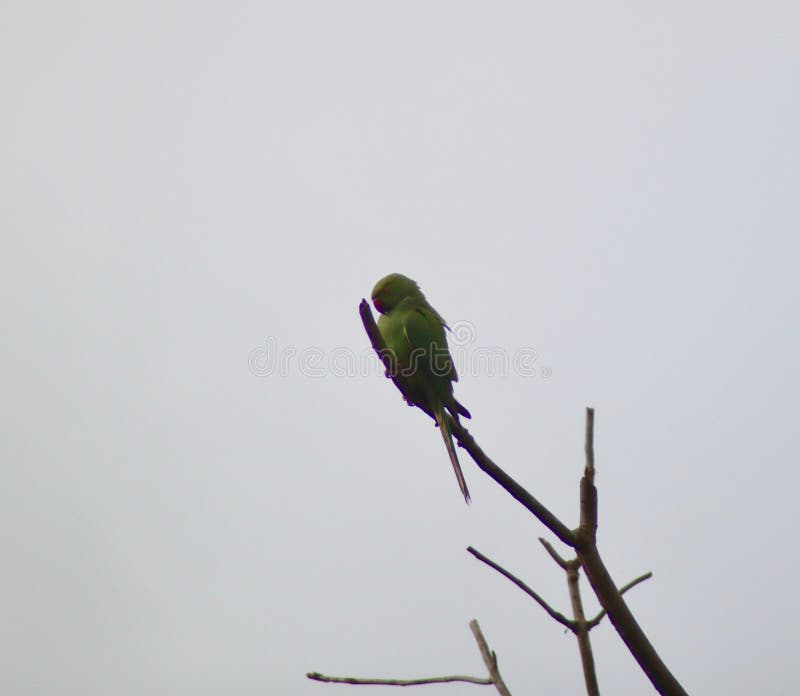 Parakeet Perched in the Top of a Tree Stock Image - Image of beak ...