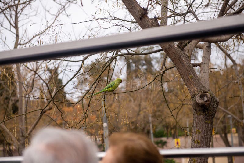 Parakeet perched on a tree stock photo. Image of bird - 272104832