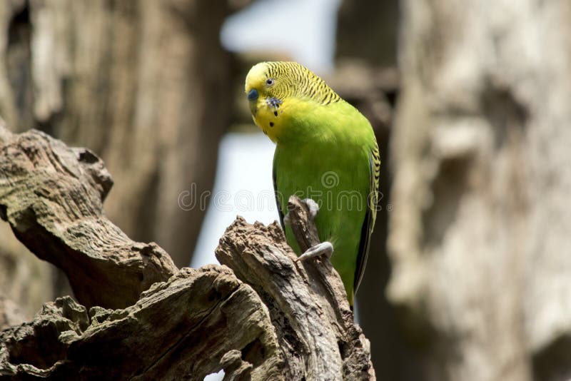 The Parakeet Has a Yellow Face with a Light Green Body and Yellow and ...