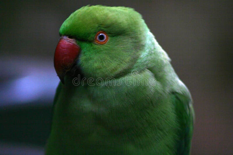 Parakeet personality stock image. Image of vertebrate - 5225173