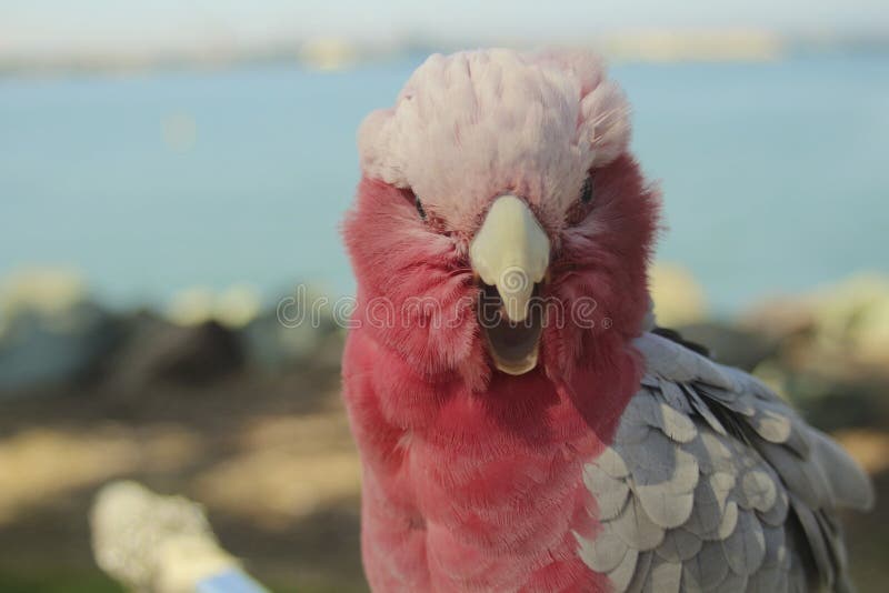 Parakeet Open Mouth Stock Photos - Free & Royalty-Free Stock Photos ...