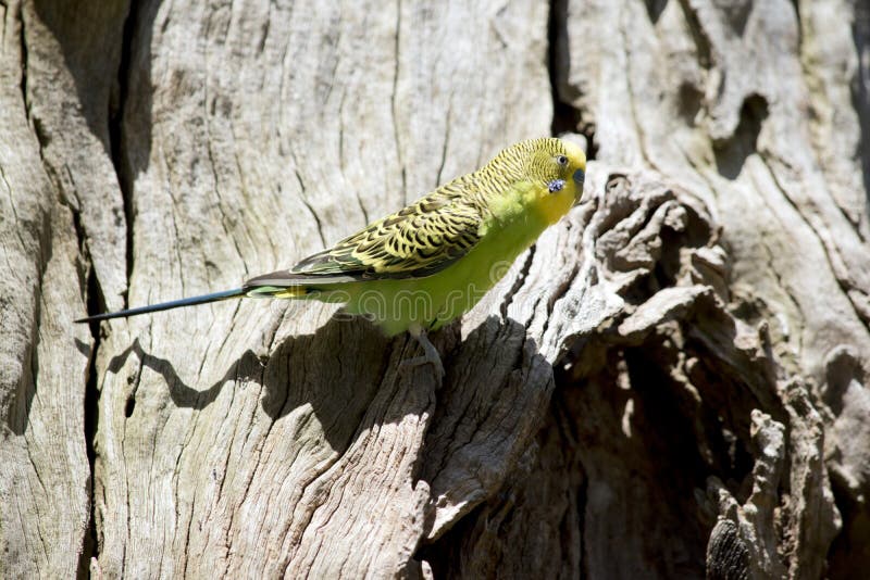 The Parakeet is Resting on a Dead Tree Stock Photo - Image of ...