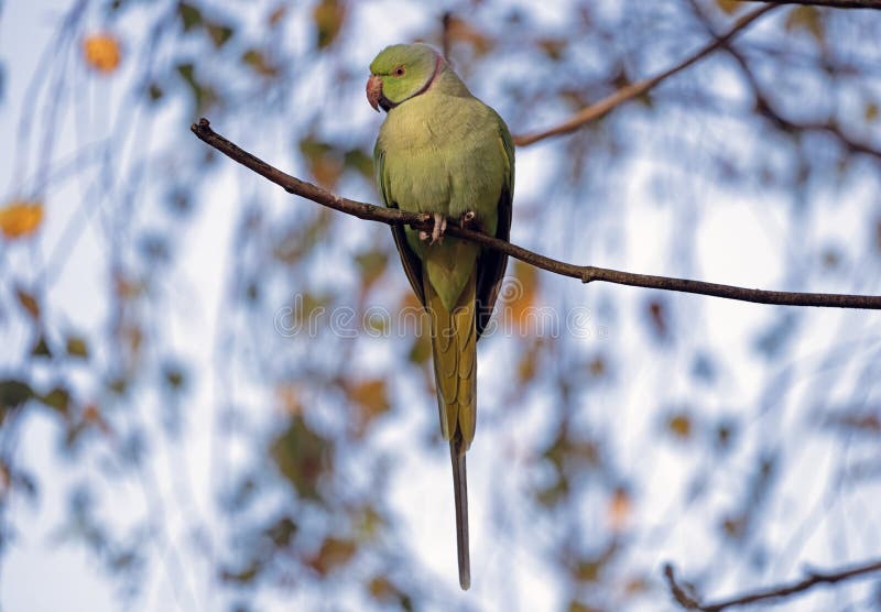 Poly the Parakeet stock image. Image of sale, wildlife - 261877123