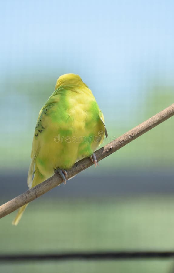 Parakeet Sitting in a Thin Tree Branch Looking Back Stock Image - Image ...