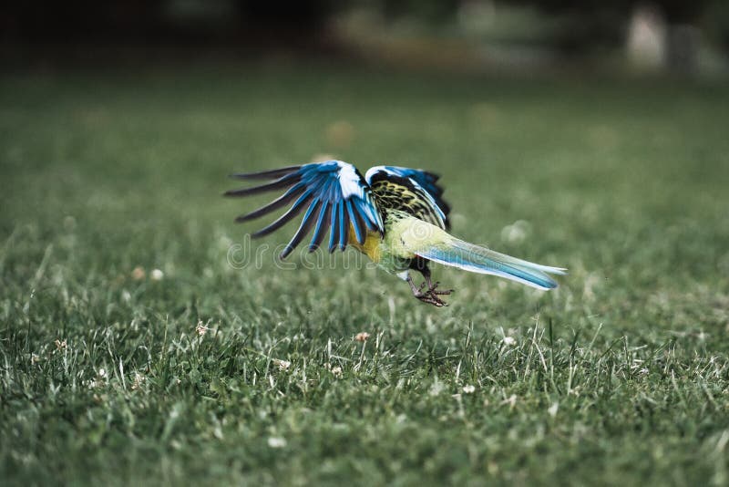 Parakeet taking flight stock image. Image of tail, feather - 256823811
