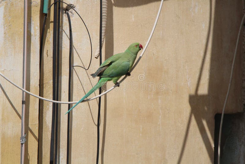 A Parakeet is Walking Around Stock Image - Image of macaw, branch ...