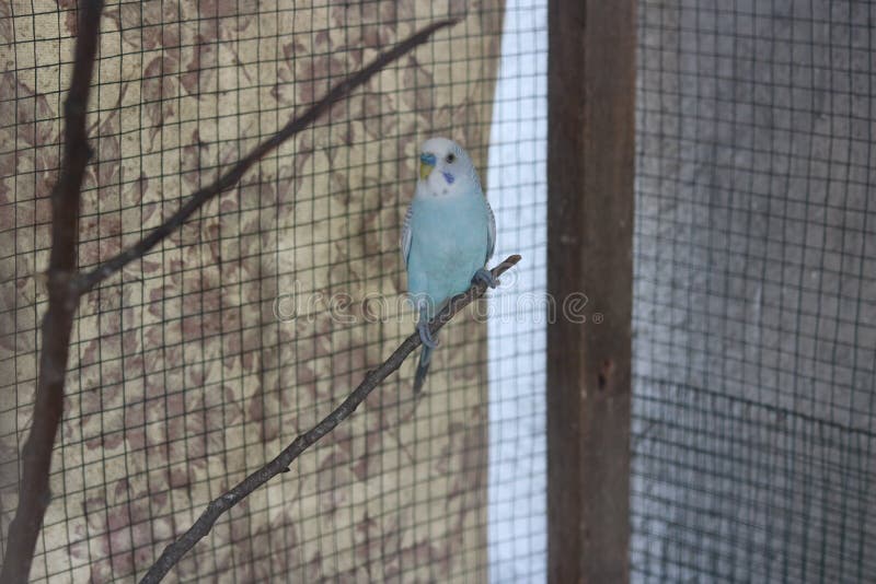 Parakeet with White and Blue Color Perched in the Cage Stock Image ...