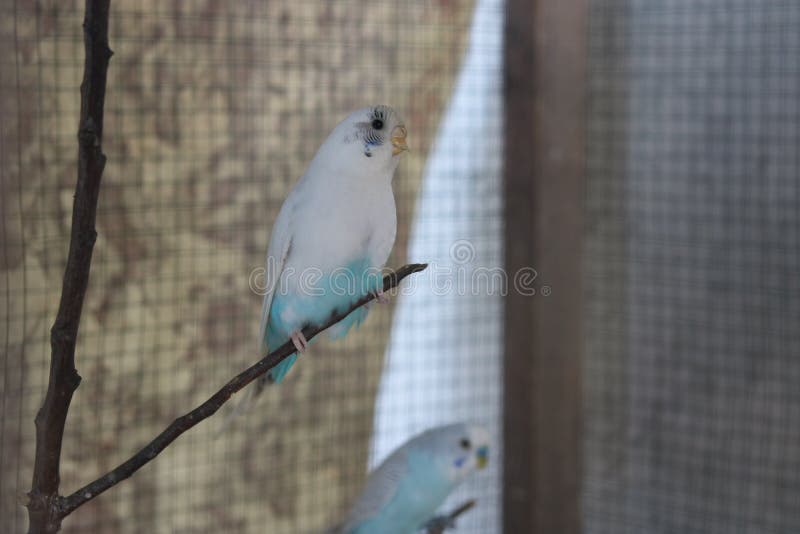 Parakeet with White and Blue Color Perched in the Cage Stock Photo ...
