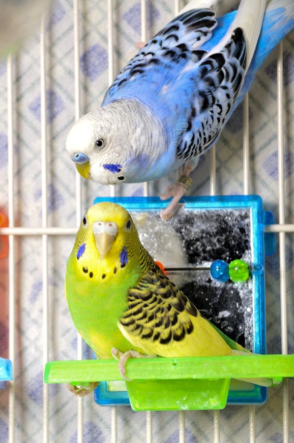 Parakeets stock image. Image of exotic, wing, feathers - 14513387
