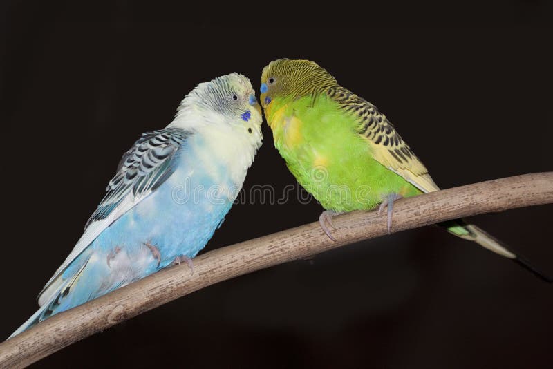 Parakeets stock photo. Image of blue, perch, parakeet - 16509634