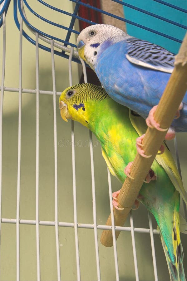 Parakeets stock image. Image of parakeet, love, nature - 4604559