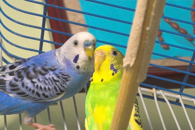 1,228 Blue Green Parakeets Stock Photos - Free & Royalty-Free Stock ...