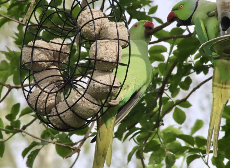 Parakeets on bird feeders stock photo. Image of green - 276308238