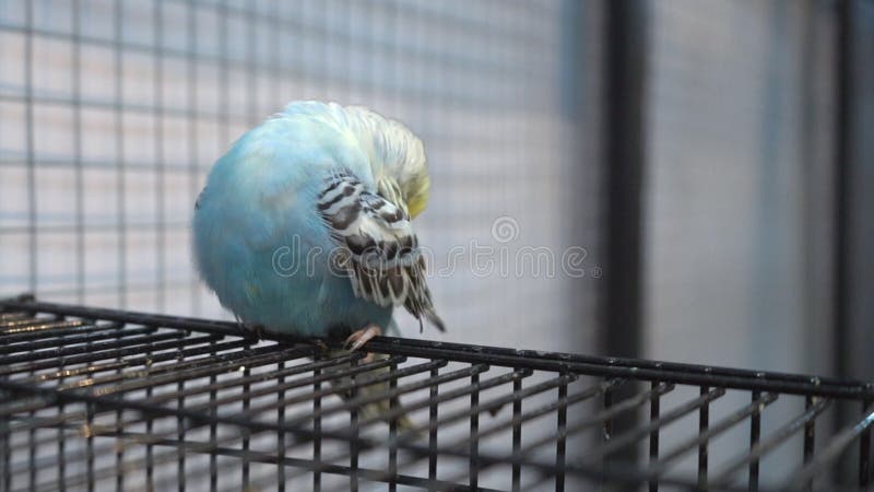 Parakeets on the cage stock footage. Video of child - 302304328