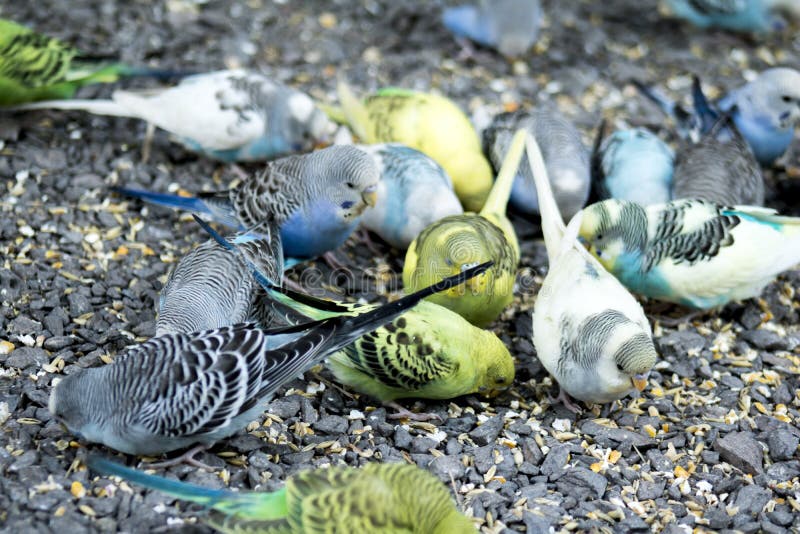 Parakeets Eating Off Ground Stock Photo - Image of vibrant, ground ...