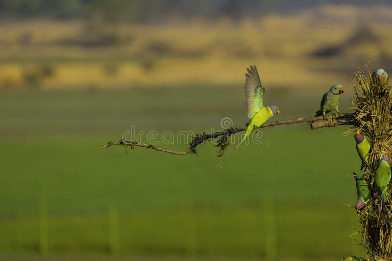 Parakeets fighting stock photo. Image of nature, tree - 268261576