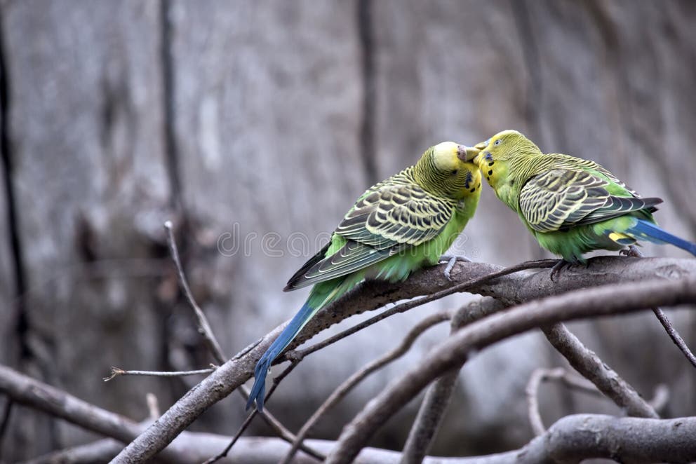 Parakeets are kissing stock image. Image of kissing - 118480713