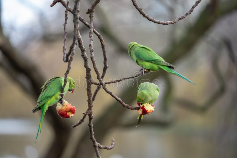 Parakeets of London. Feral Parakeets in Great Britain Stock Photo ...