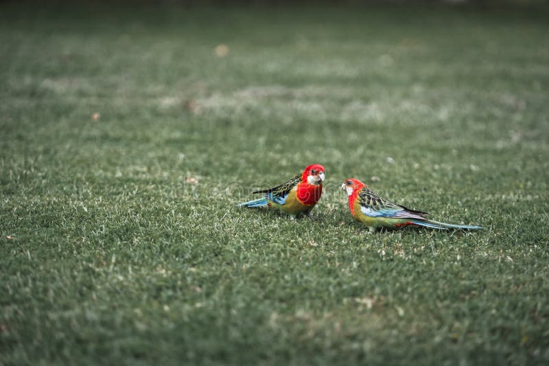 Parakeets Looking at Each Other in the Grass Stock Photo - Image of ...