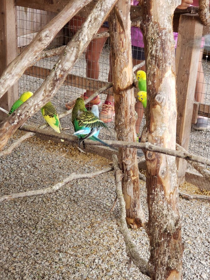 Parakeets mating stock photo. Image of mating, animals - 161115924
