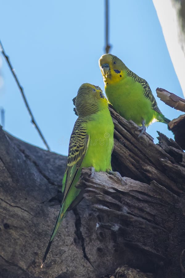 Parakeets nest stock image. Image of closeup, budgie - 95331145