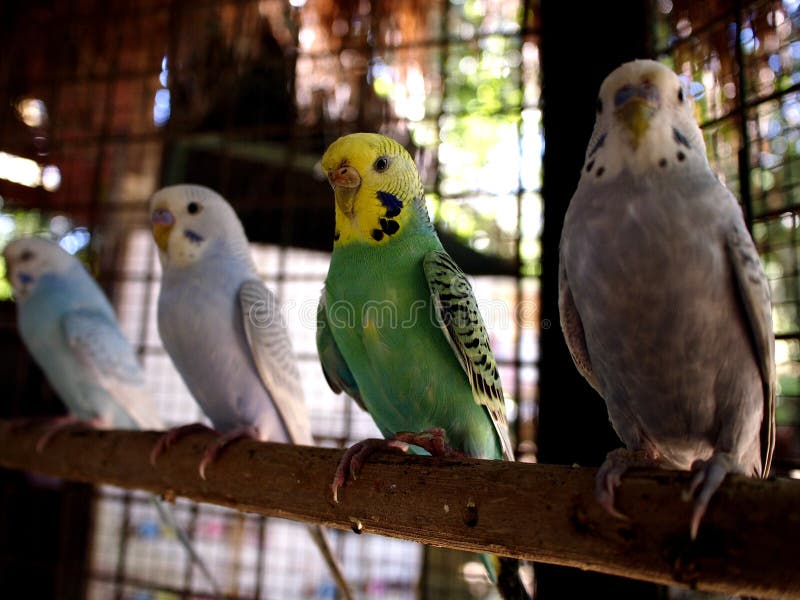 Parakeets Perched on a Tree Branch Stock Photo - Image of birds, wing ...
