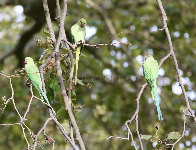 Parakeets Perched in a Tree Together Stock Image - Image of rose, shrub ...