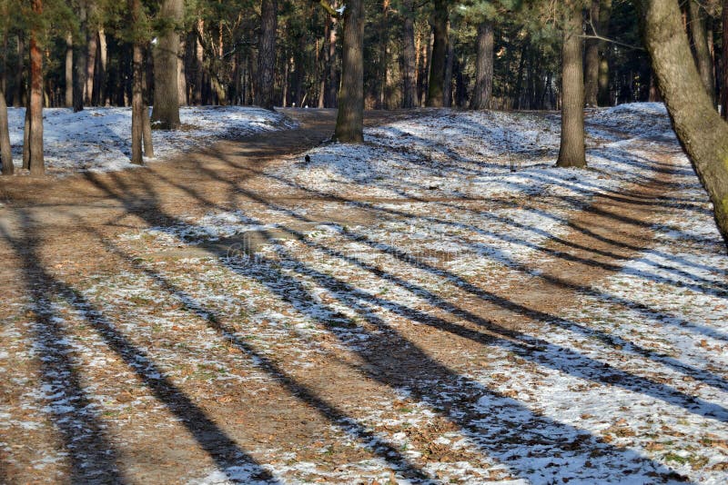 Parallel Forest Paths in the Winter Forest that Cross the Shadows of ...