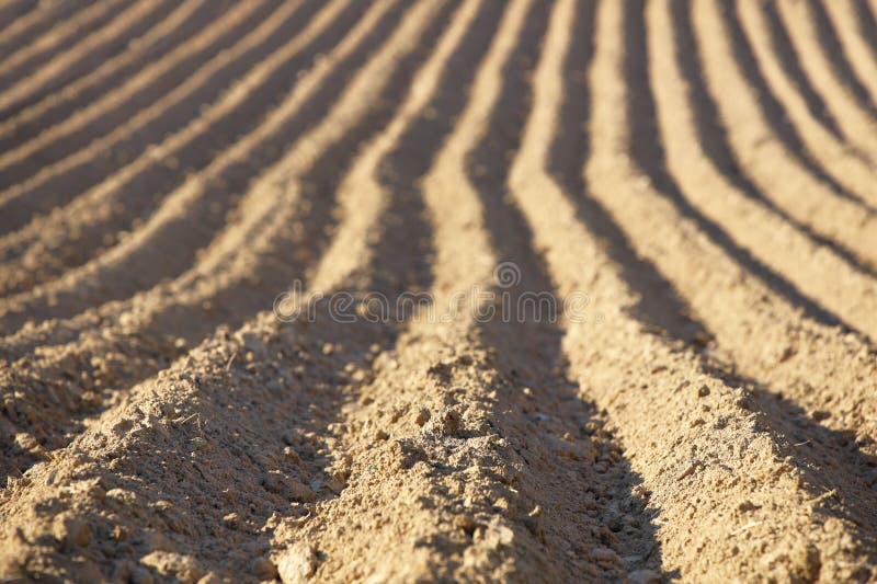 Parallel Furrows of a Pyramidal Shape on a Plowed Spring Field. the ...