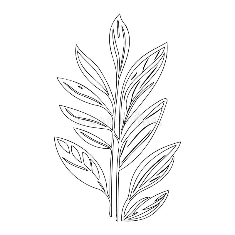 Parallel Leaf Floral Outline Illustration Sketch Stock Vector ...