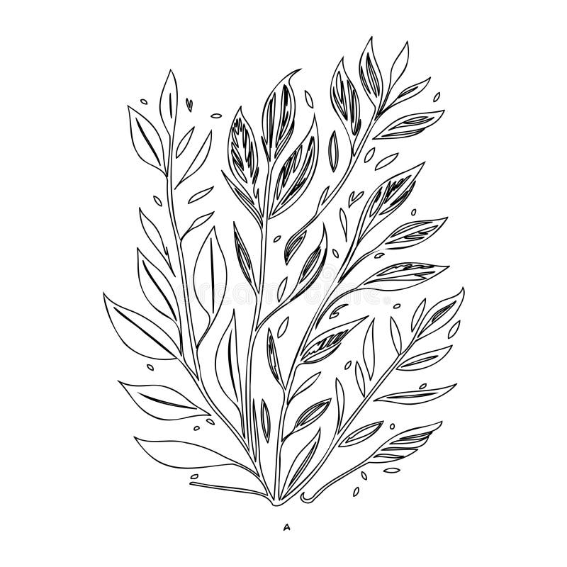 Parallel Leaf Floral Outline Illustration Sketch Stock Vector ...