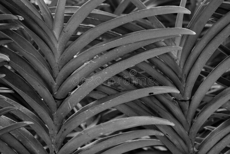 Parallel Leaves stock image. Image of singapore, gardens - 76258023