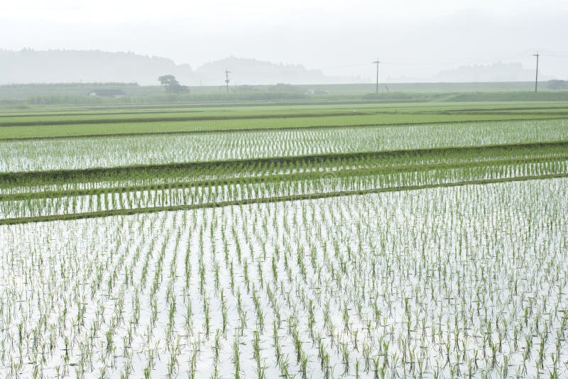 Parallel lines paddy stock image. Image of garden, leaf - 43925135
