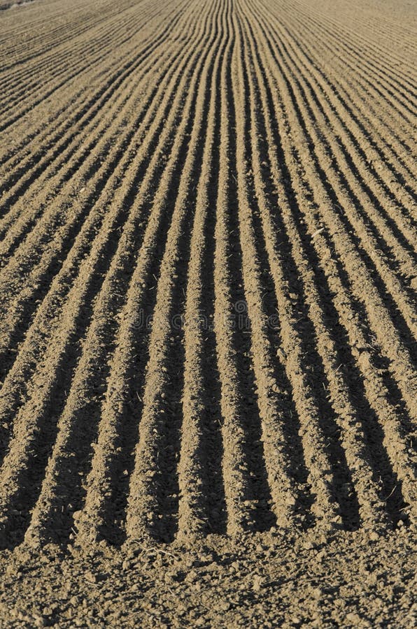 Parallel Lines In Nature