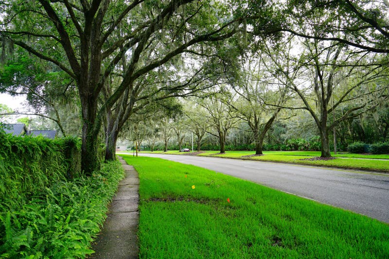 Parallel Natural Tree Stems and Road Stock Photo - Image of backdrop ...