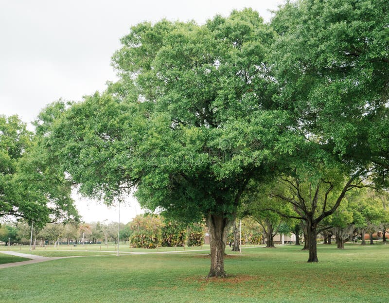 Parallel Natural Tree Stems Stock Photo - Image of design, parallel ...