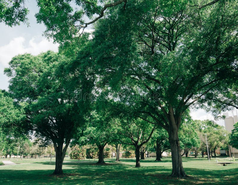 Parallel Natural Tree Stems Stock Photo - Image of foliage, growth ...