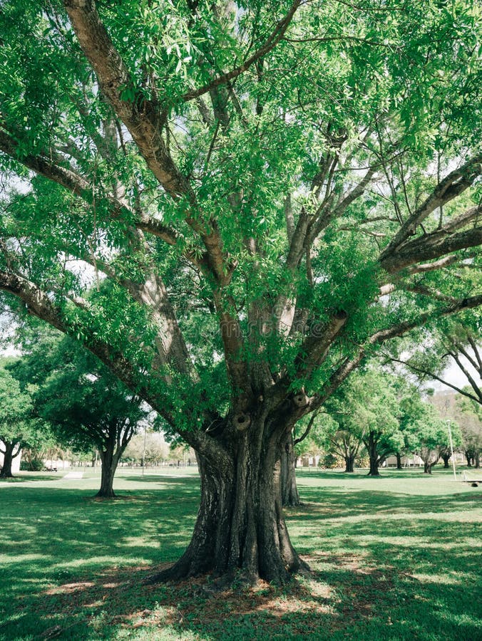 Parallel Natural Tree Stems Stock Photo - Image of pine, flora: 141406074