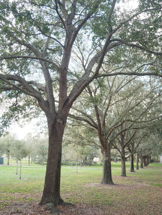 Parallel Natural Tree Stems Stock Image - Image of natural, leaves ...