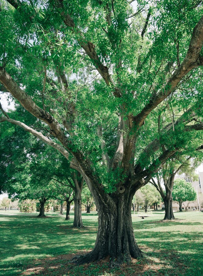 Parallel Natural Tree Stems Stock Photo - Image of banner, flora: 141406018