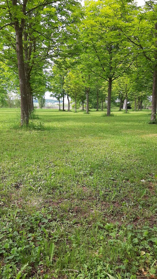 A parallel planted trees. stock photo. Image of beautiful - 188736398