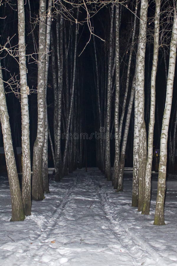 Parallel Rows of Lavender Bush Stock Photo - Image of aroma, blossom: 273185300