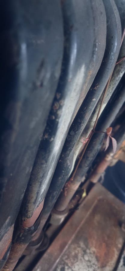 Parallel Rows of Lavender Bush Stock Photo - Image of aroma, blossom: 273185300