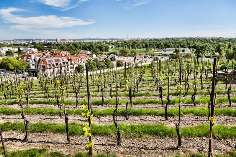 Parallel Rows of a Vineyard Stock Photo - Image of hillside, cloudy ...