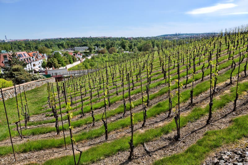 Parallel Rows of a Young Vineyard Stock Image - Image of agrarian ...