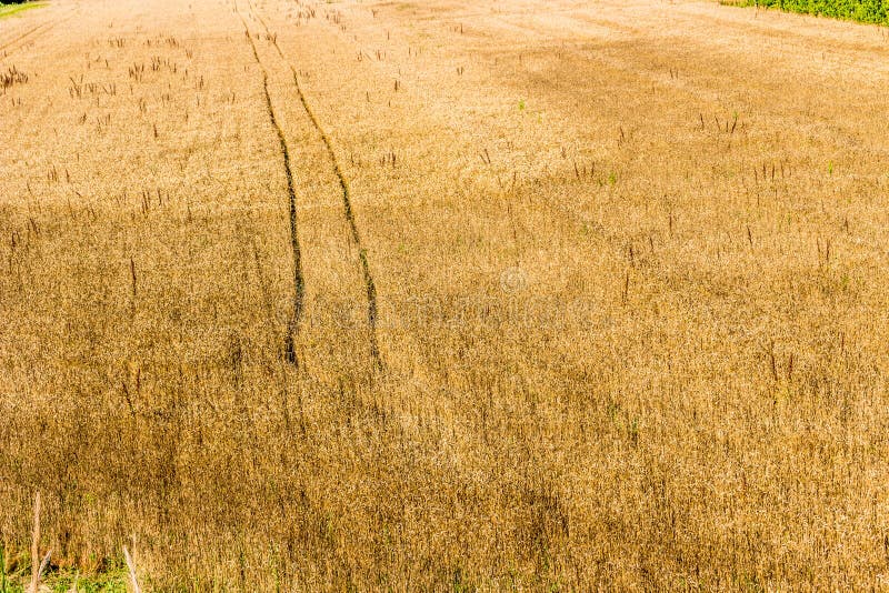 Two Parallel Tracks of a Railroad Line Next To Trees and Catenary Poles ...