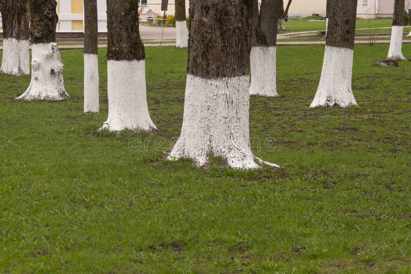 Parallel Tree Trunks on a Background of Green Grass Stock Image - Image ...