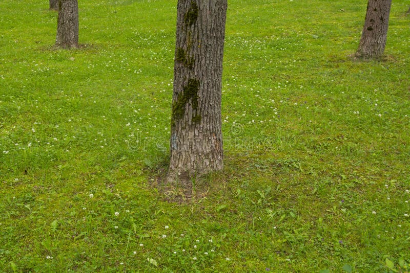 Parallel Tree Trunks on a Background of Green Grass Stock Photo - Image ...