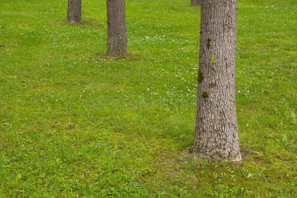 Parallel Tree Trunks on a Background of Green Grass Stock Photo - Image ...