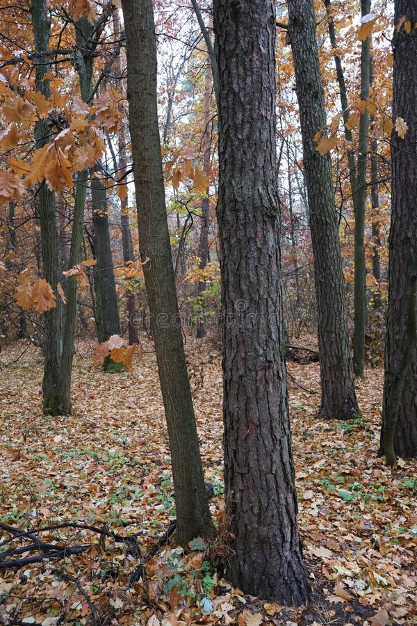 Parallel Tree Trunks Rising Towards Sky in Autumn Forest. Parallel Tree ...